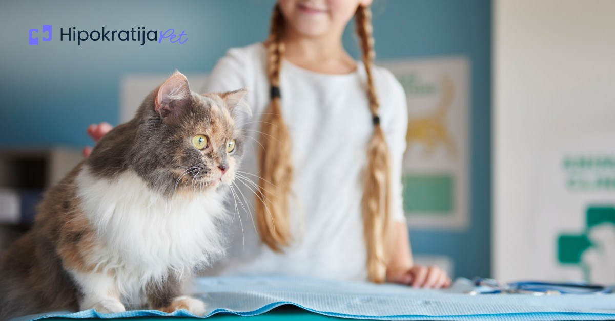 Gliste kod mačaka: Kako prepoznati, lečiti i sprečiti parazite kod ...