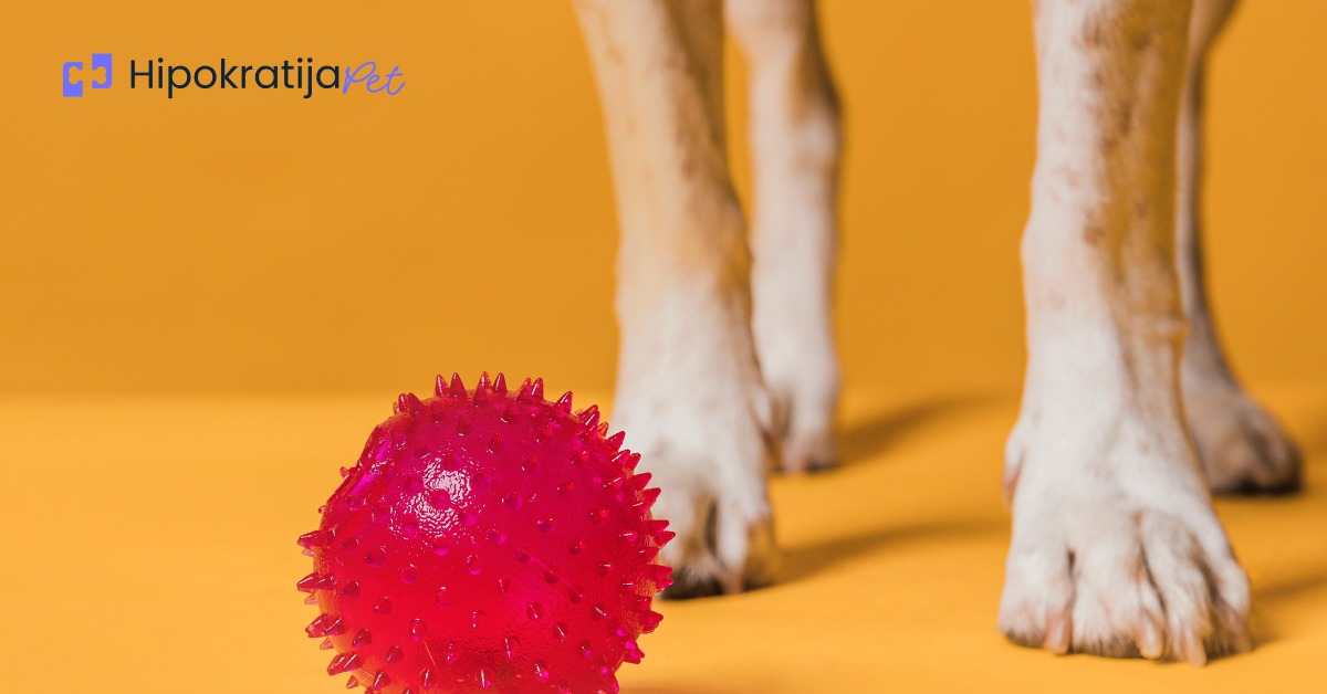 Displazija kukova kod pasa: Uzroci, simptomi i lečenje | Hipokratija Pet